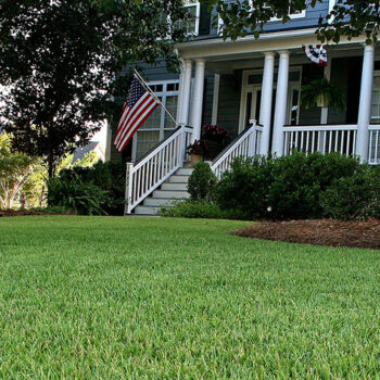 Elevate Your Landscape with EMPIRE® Zoysia Grass